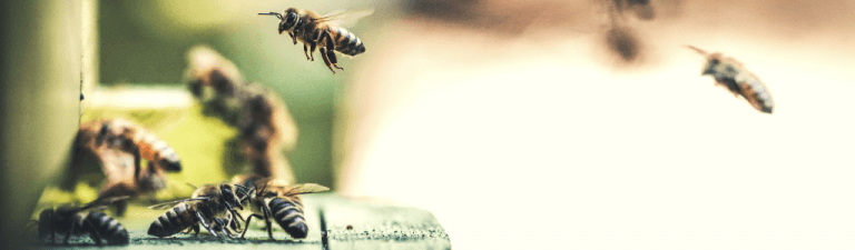 Honey Bees – Springfield City Library
